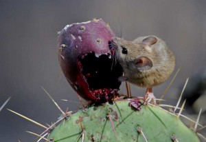 10 Animals That Hibernate