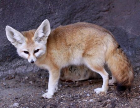10 Incredibly Adaptive Sahara Desert Animals