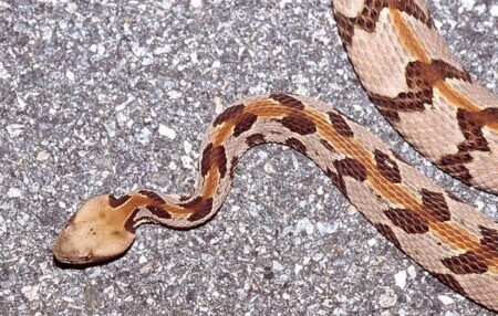 10 Most Poisonous & Most Dangerous Snakes In the World