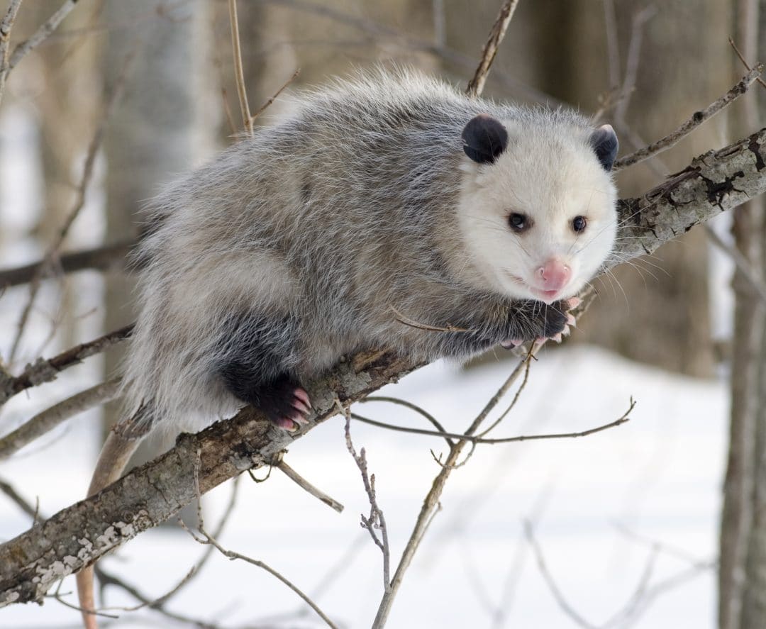 Commonly Misidentified Animals