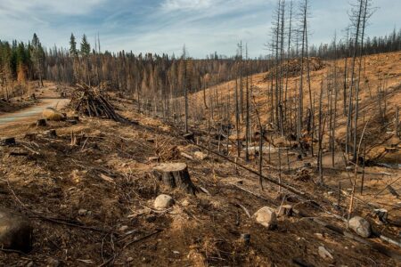 Environmental Degradation – What You Need To Know and Its Harmful Effects