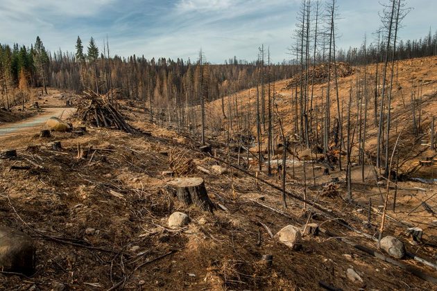 Environmental Degradation – What You Need To Know and Its Harmful Effects