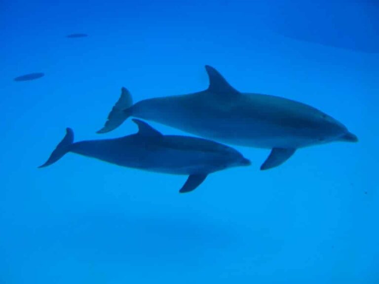 Dolphin Facts - About Dolphins - What Do Dolphins Eat? Where Do ...