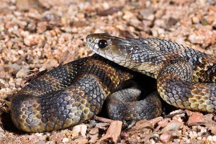 10 Most Poisonous & Most Dangerous Snakes In the World