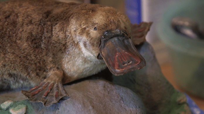 Platypus Facts - Interesting Facts About Platypus - Habitat, Diet & MOre