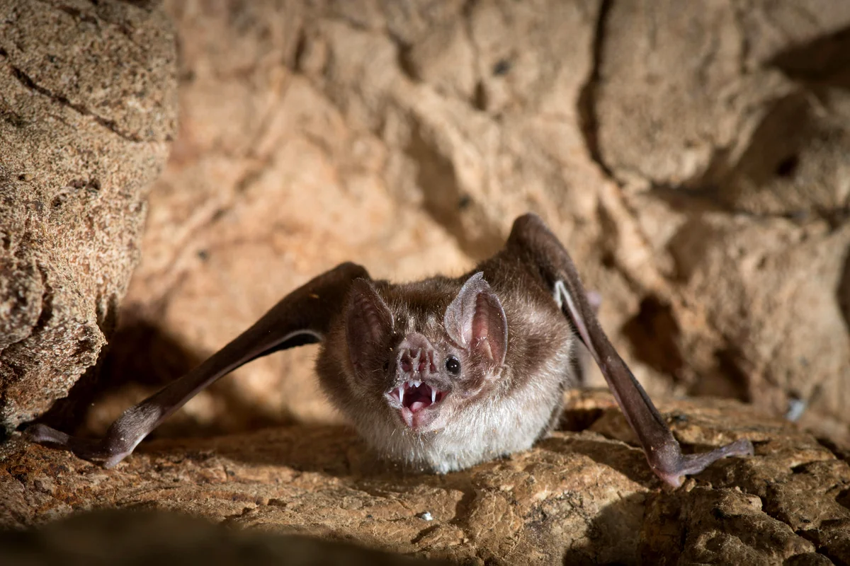 10 Animals That Hibernate