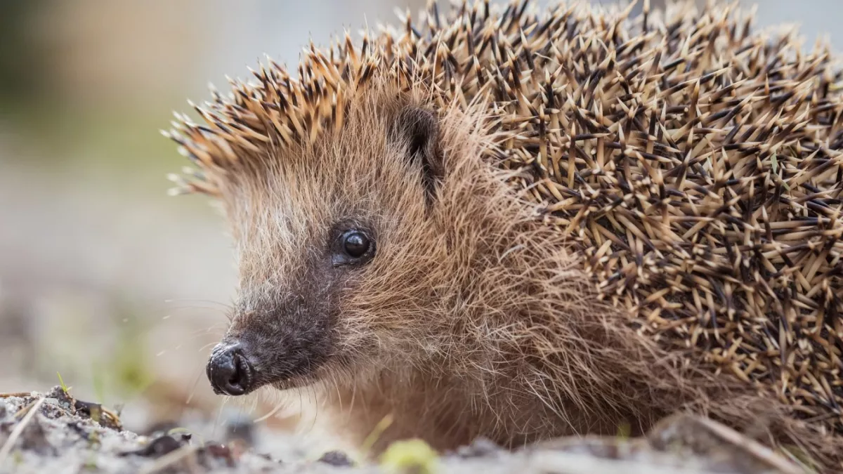 10 Animals That Hibernate