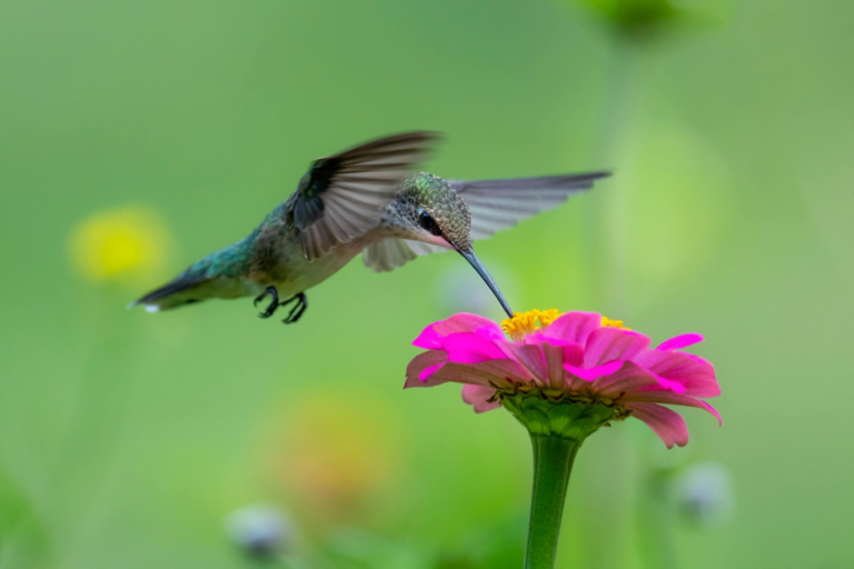 The Importance of Pollinators and Why They’re in Decline | Conservation ...