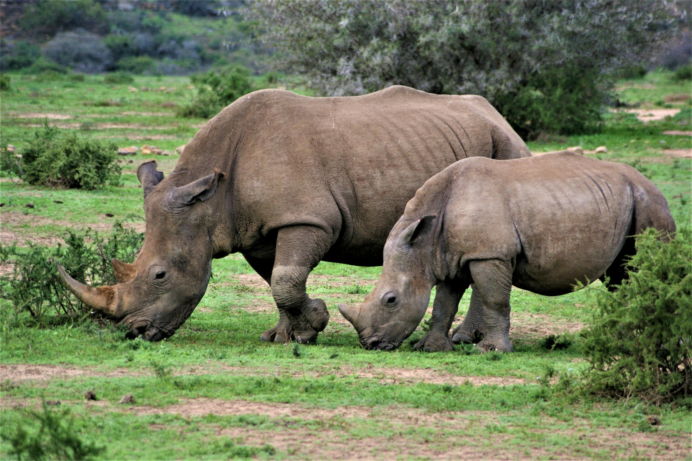 The Fight for Tomorrow: Why Conservation Is Humanity’s Greatest ...