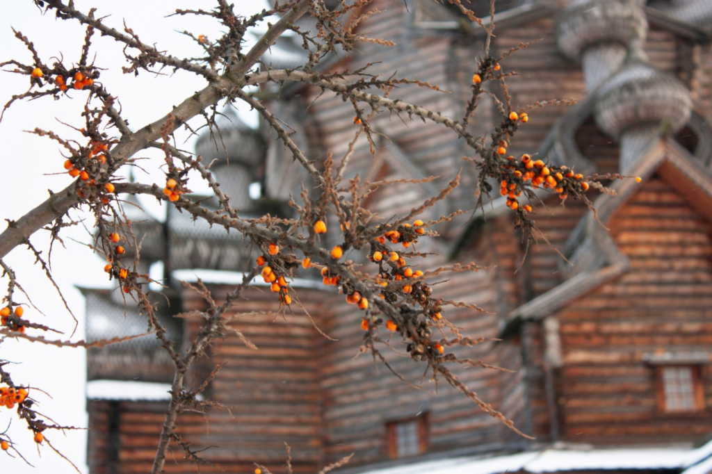 How to Identify and Remove Invasive Plant Species in Your Area ...